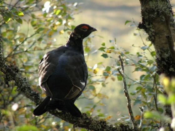 Orrfugl oppskrift: En guide til tilberedning, servering og mer ...